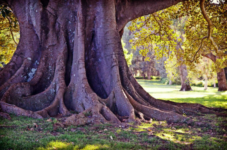 Is Ficus Firewood Any Good? [AKA Fig Tree] - Axe Adviser