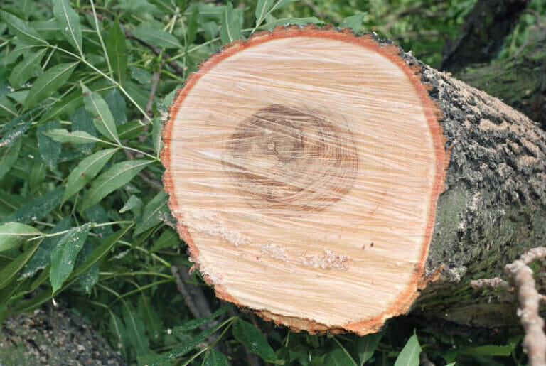 Best Wood For Axe Handles [Top 12] - Axe Adviser